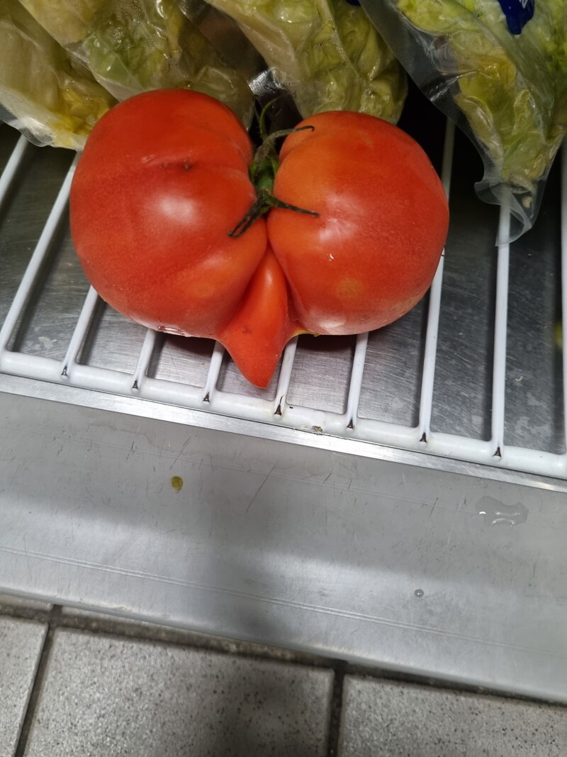 메이플스토리 인벤 토마토 나만 ㅈ같냐 메이플스토리 인벤 자유게시판