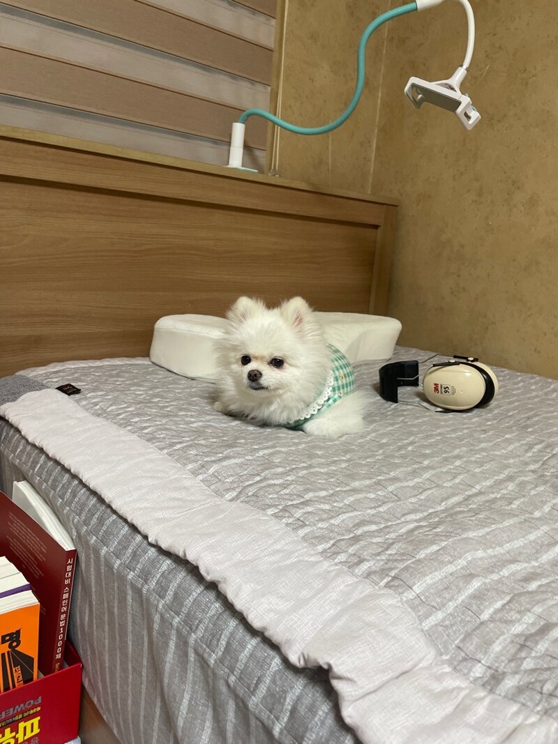 로스트아크 인벤 강아지 자랑하러왓읍니다 로스트아크 인벤 자유 게시판구