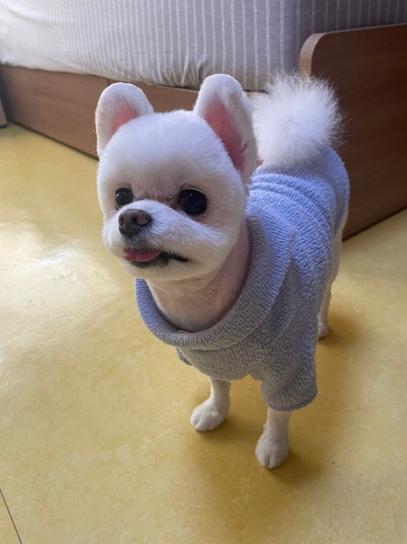 로스트아크 인벤 강아지 자랑하러왓읍니다 로스트아크 인벤 자유 게시판