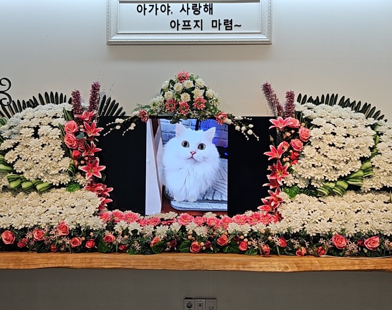 메이플스토리 커뮤니티 화제 고양이 안락사 시켰다 Vortex Gaming