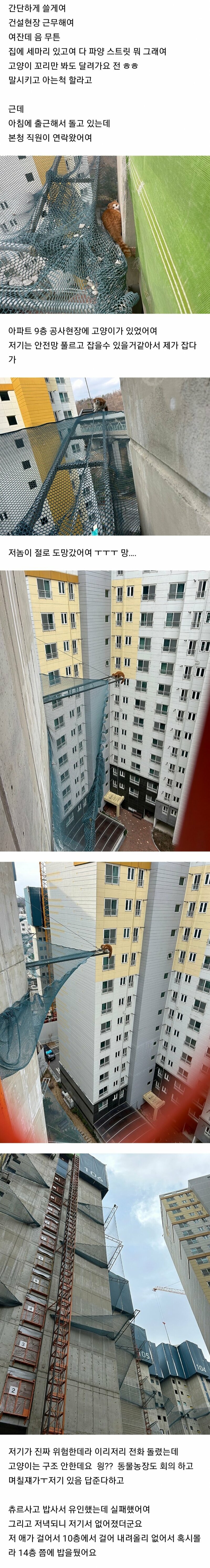 혐주의 야생고양이로 인한 교상 볼텍스 게이밍