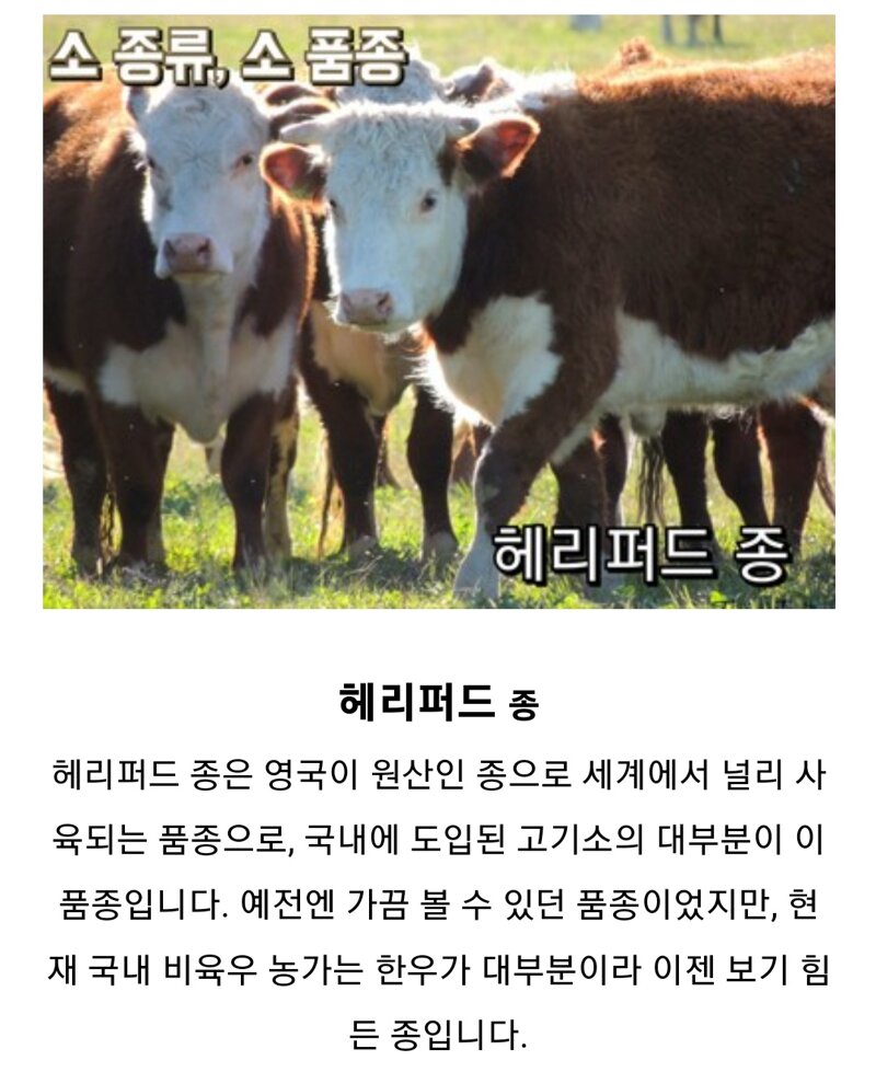 ㅇㅎ소주의 우리가 이름을 잘못알고잇는 소들에 대해 정확히 알아보자 볼텍스 게이밍