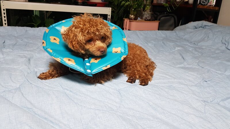검은사막 인벤 시고르자브종 사진이 바닥나셨다구요 검은사막 인벤 자유게시판