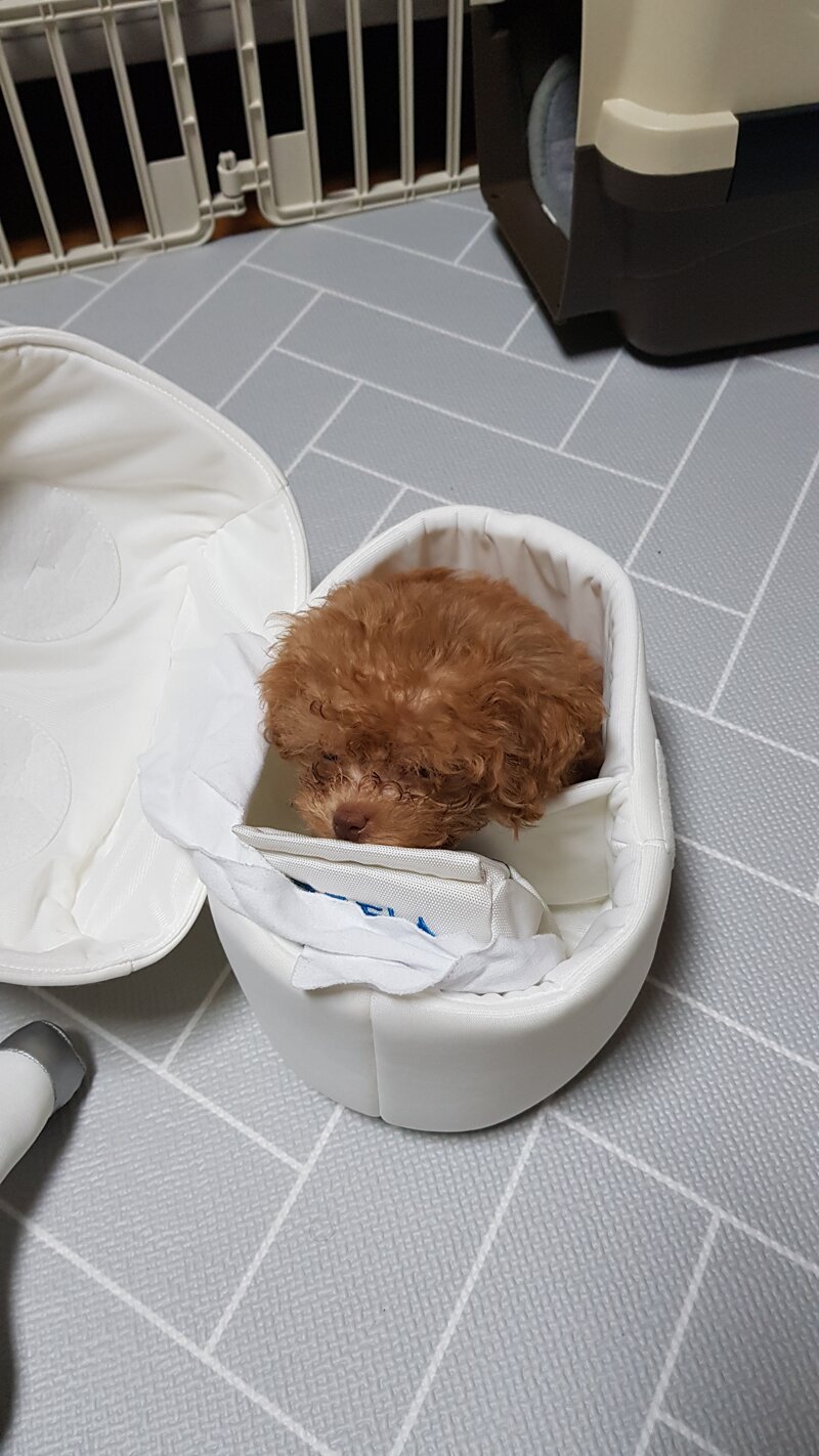 검은사막 인벤 시고르자브종 사진이 바닥나셨다구요 검은사막 인벤 자유게시판