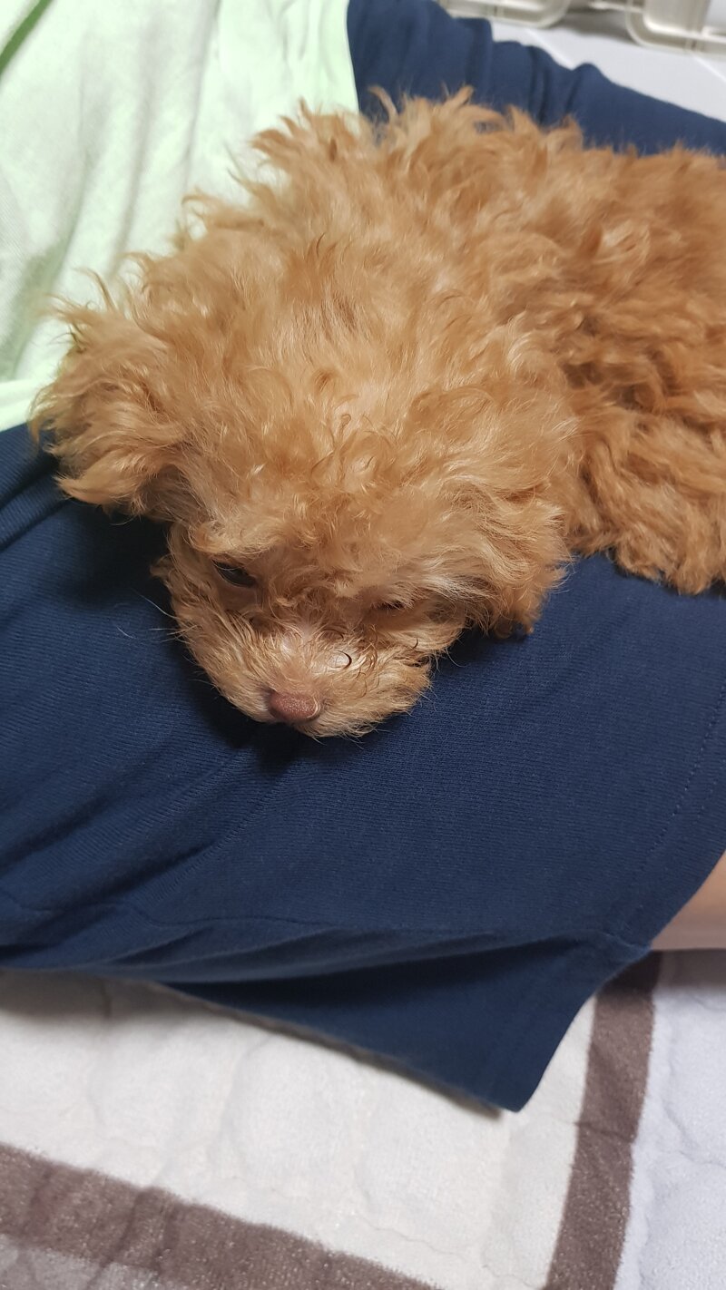 검은사막 인벤 시고르자브종 사진이 바닥나셨다구요 검은사막 인벤 자유게시판