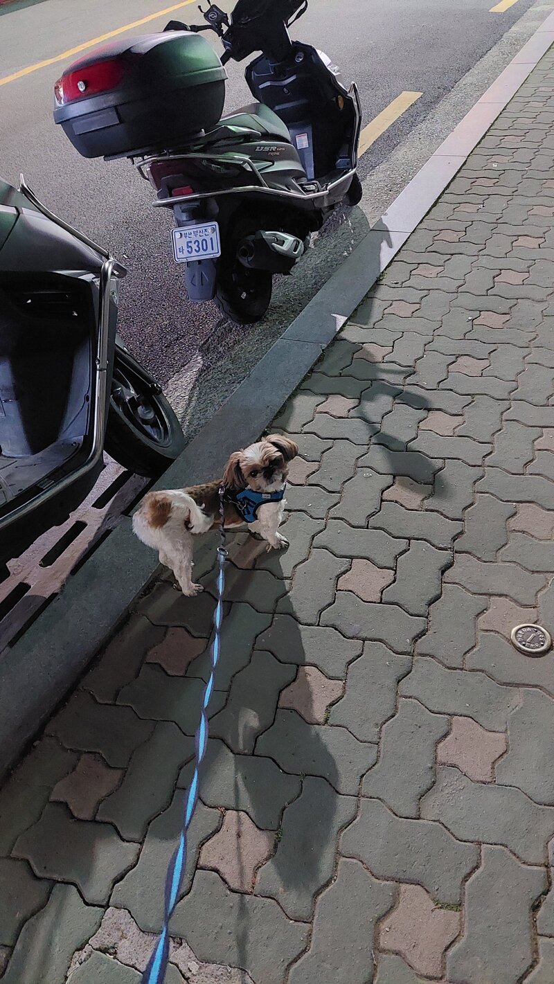 메이플스토리 인벤 댕댕이 순간포착 메이플스토리 인벤 자유게시판